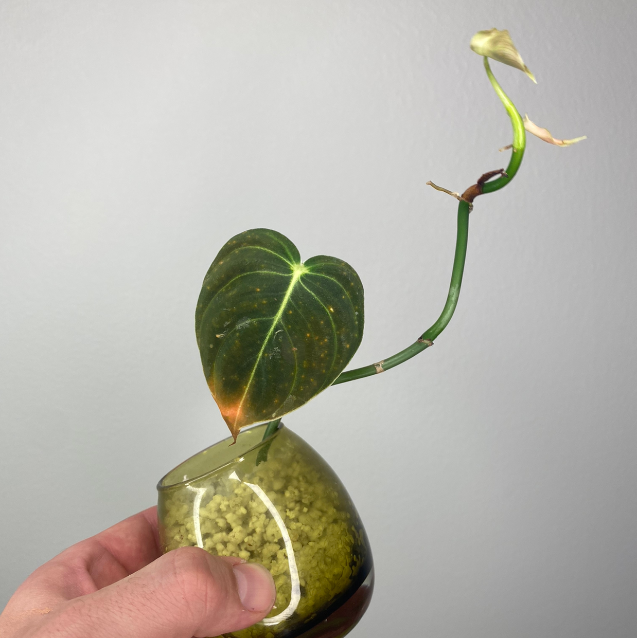 Common Black Gold Philodendron Problems