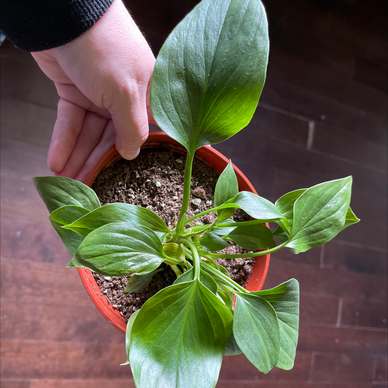 Propagating Homalomena 'Emerald Gem': Step-by-Step Guide
