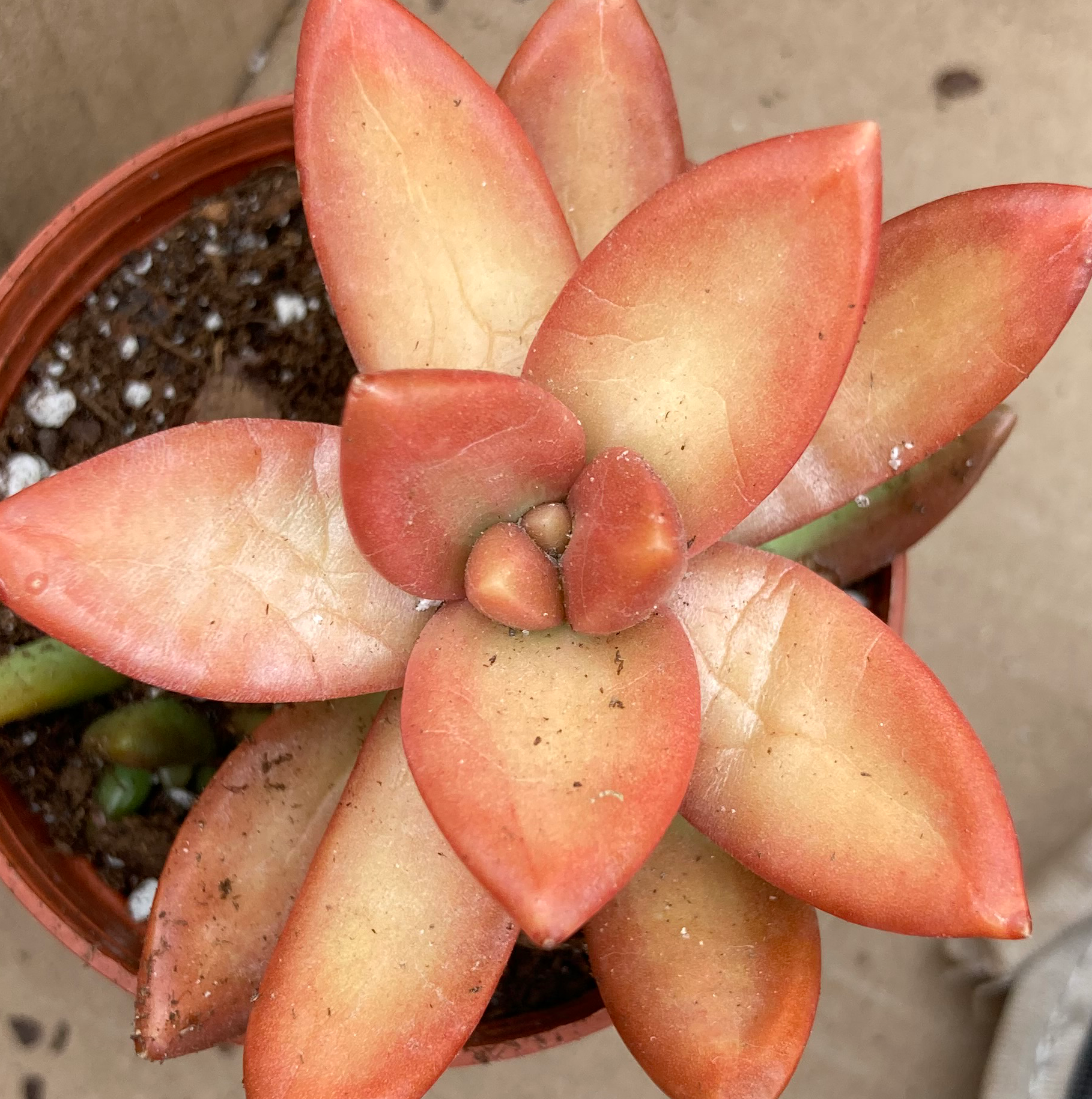 Moira Rose | A plant by @PlantyAmes on Greg