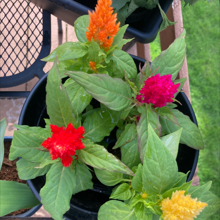 🐓 Propagating My Cockscomb: Step-by-Step Guide