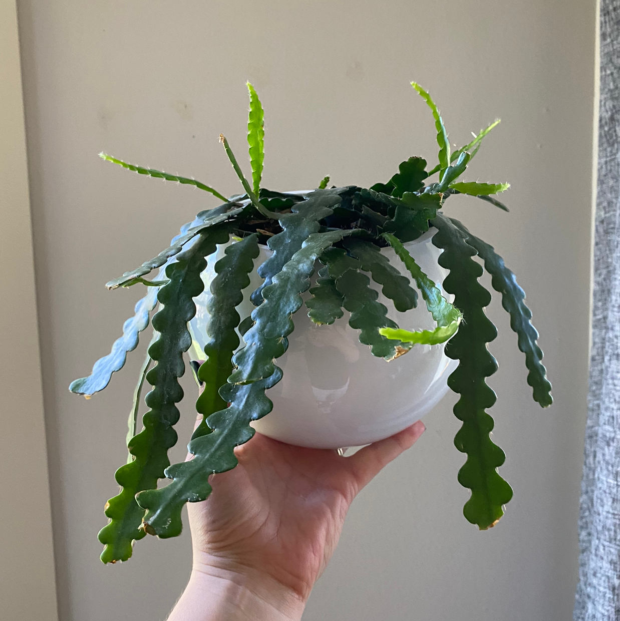 How To Get A Fishbone Cactus To Bloom