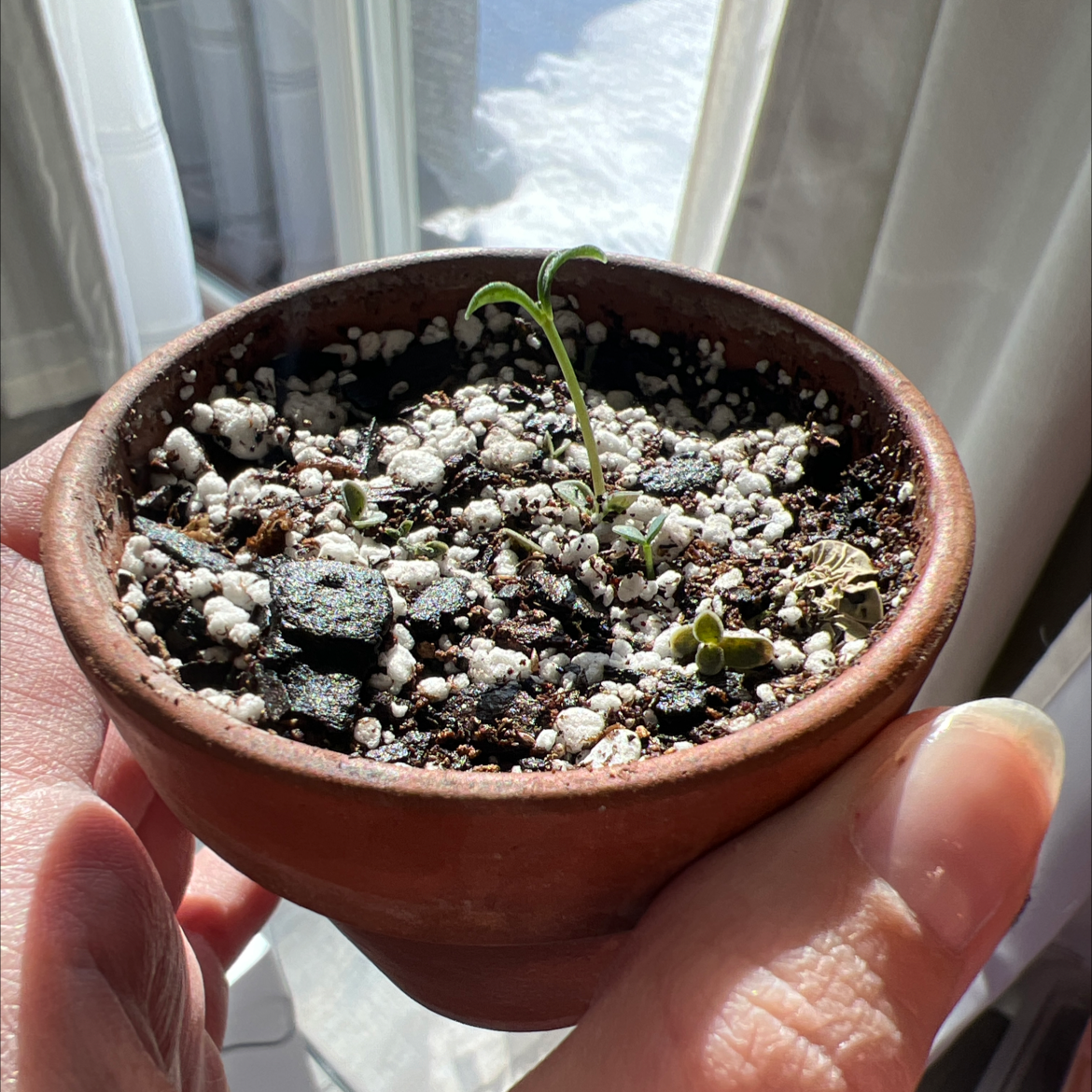 Propagating Mother of Millions: Step-by-Step Guide