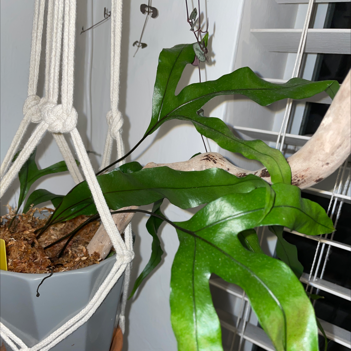 🦘 Black Spots on My Kangaroo Paw Leaves
