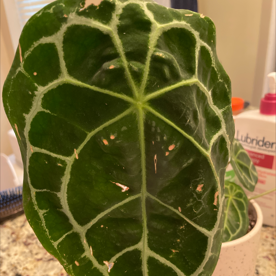 Why Is My Anthurium forgetii Not Doing Well?