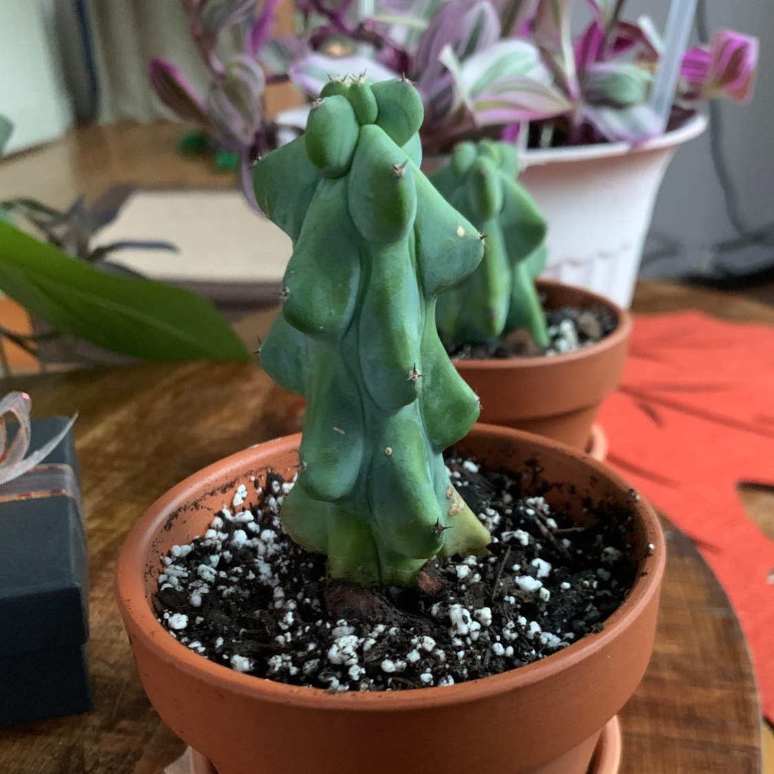 Boobie Cactus Plant Care: Water, Light, Nutrients | Greg App 🌱