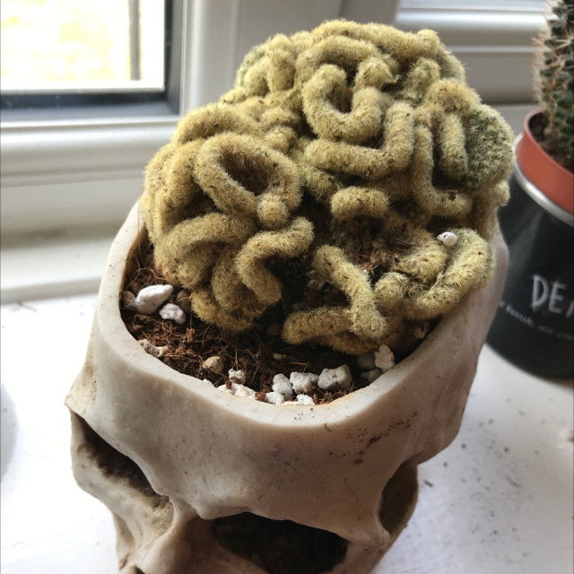 Brain Cactus Plant Care: Water, Light, Nutrients | Greg App 🌱