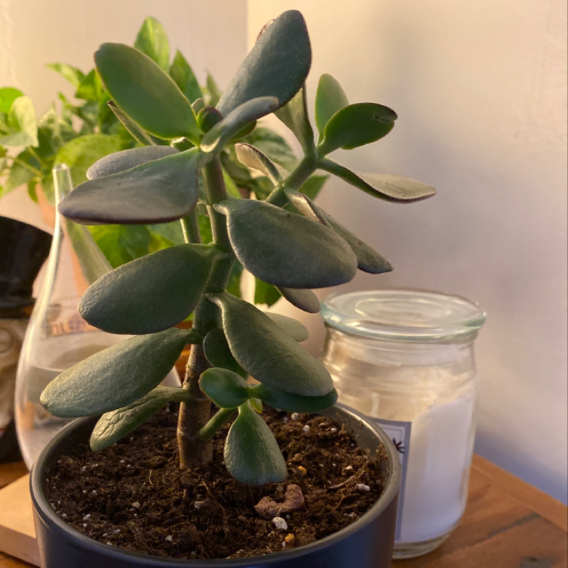 💧 How Much Humidity Does My Jade Need?