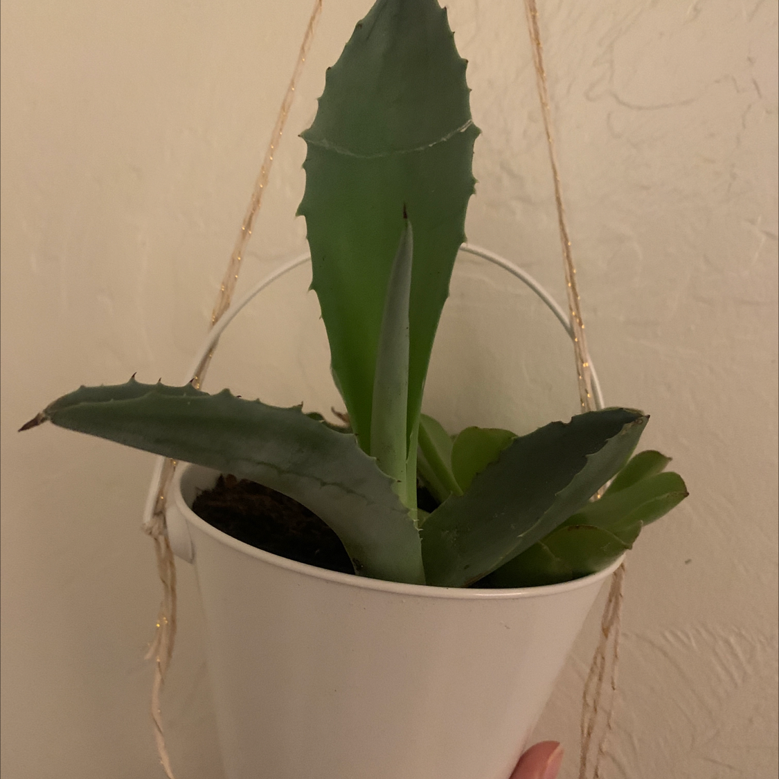 How to Know When to Repot a Century Plant?