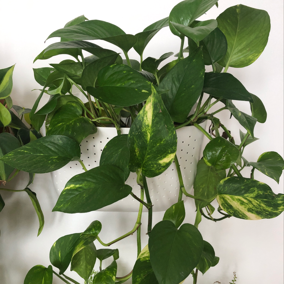 🌡 What Is A Good Temperature Range For My Jade Pothos?