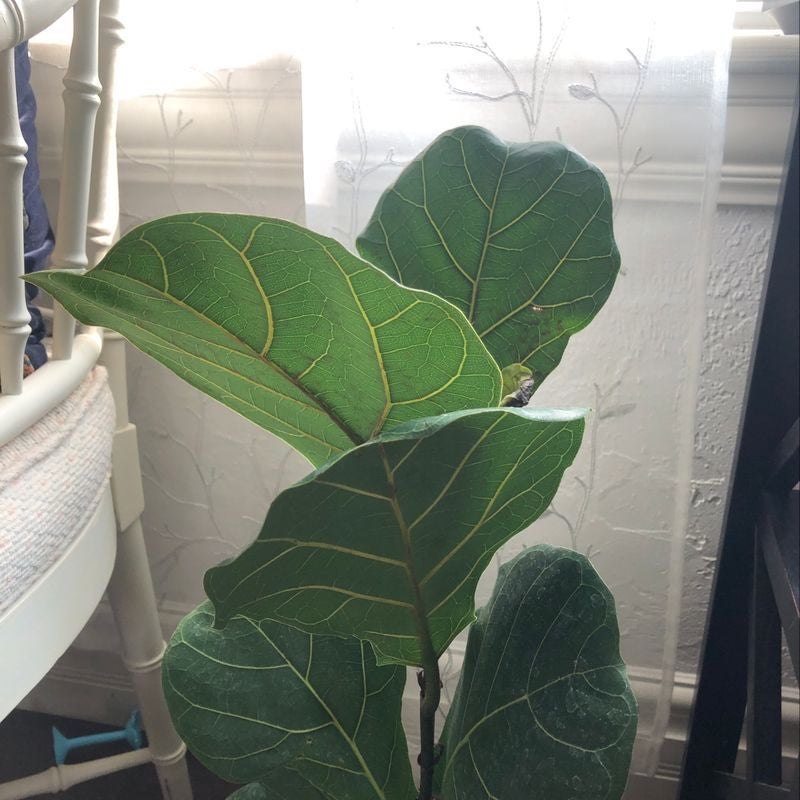 The Complete Japanese Bottle Brush Plant Care Guide: Water, Light & Beyond