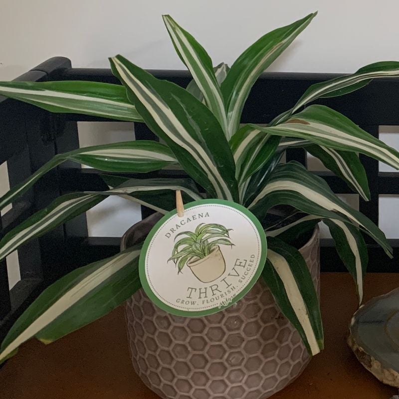 Why Are My Cornstalk Dracaena Leaves Curling?