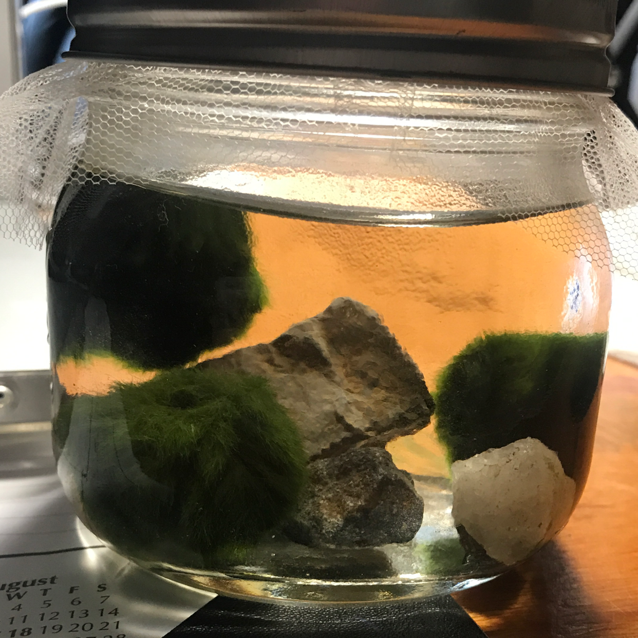 Fertilizing My Marimo to Double Its Growth