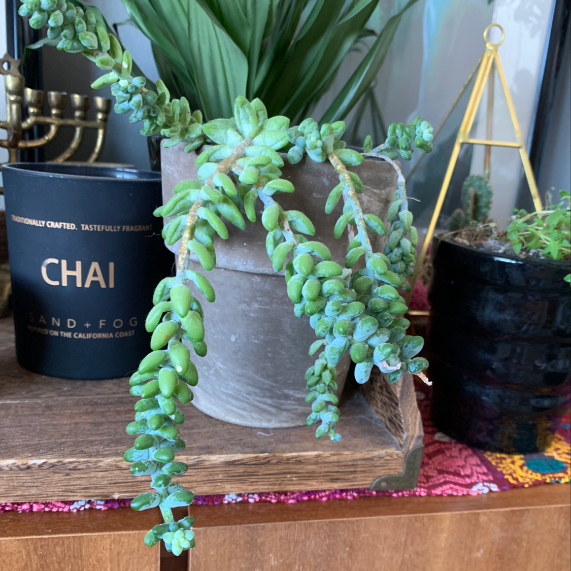 Gregg's Mistflower Plant Care: Water, Light, Nutrients | Greg App 🌱