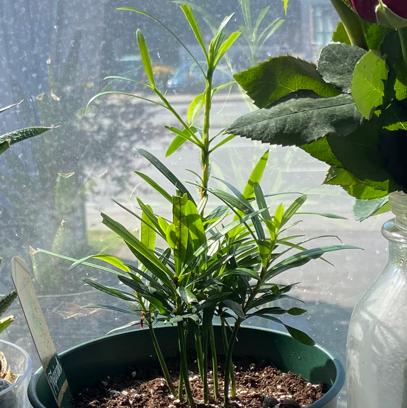 Oleander - Ultimate Guide to Fertilizing