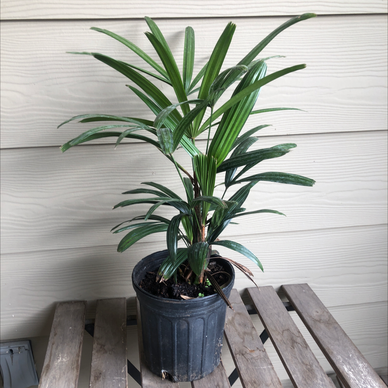 Propagating My Rhapsis Palm: Step-by-Step Guide