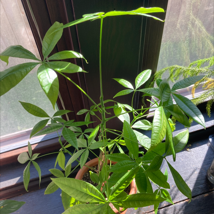 💰 Money Tree Flowers