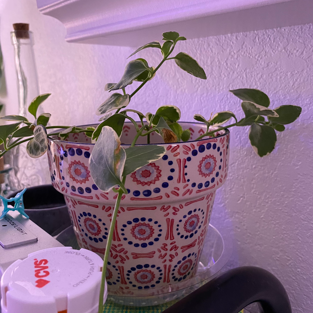 Variegated Vinca Vine Root Rot Solutions