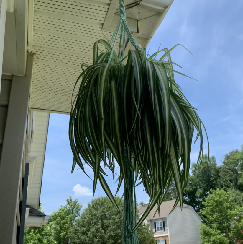 Octavia | A plant by @Daphne on Greg