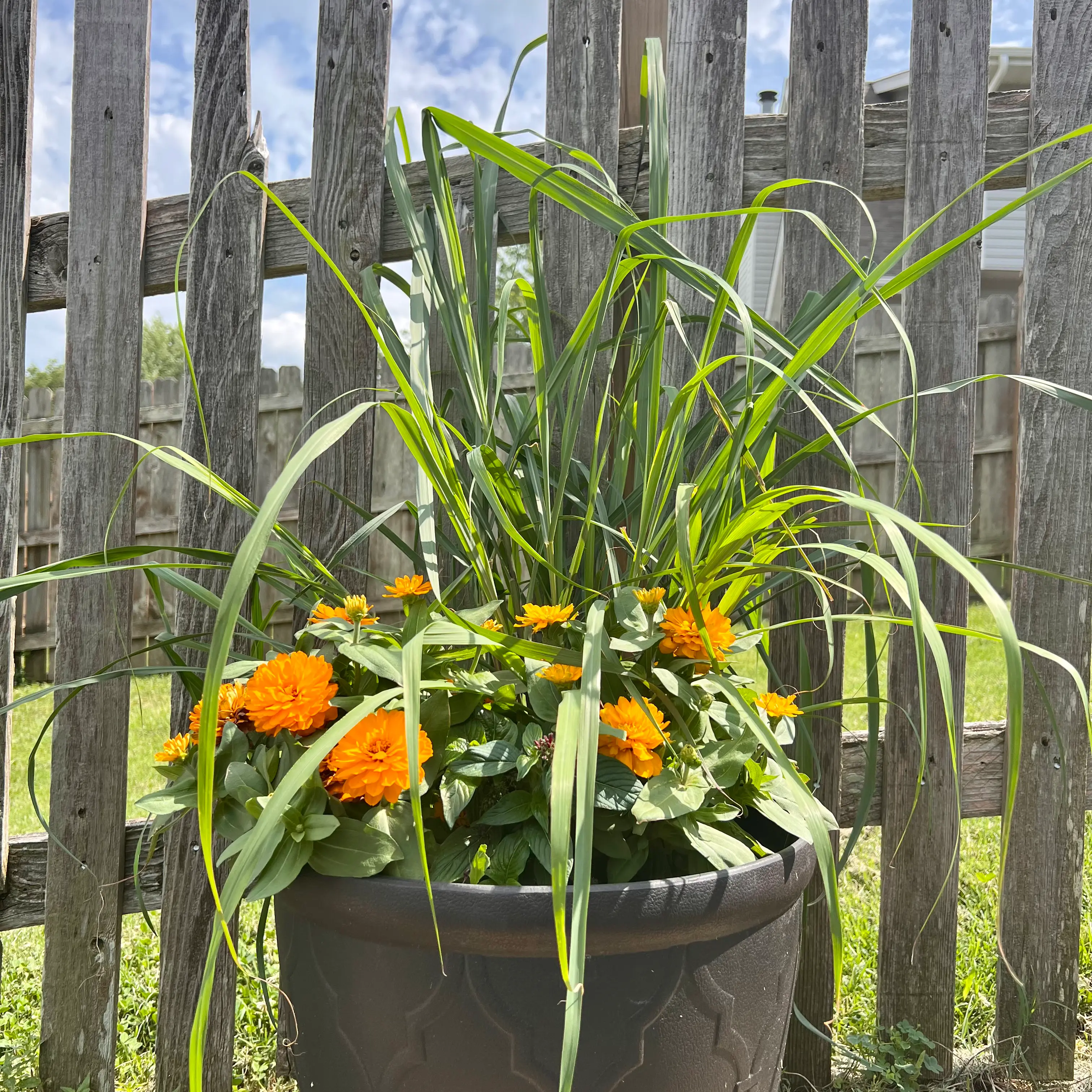 What Does It Mean When Lemon Grass Blooms?