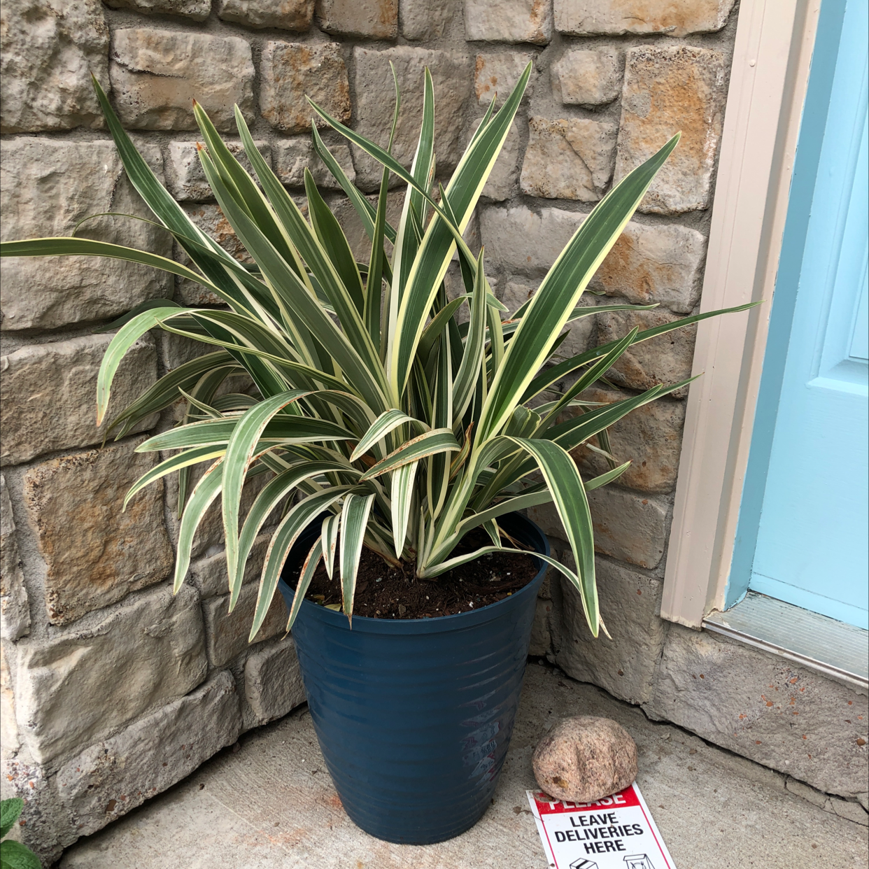 Propagating Tasmanian Flax-Lily: The Ultimate Guide