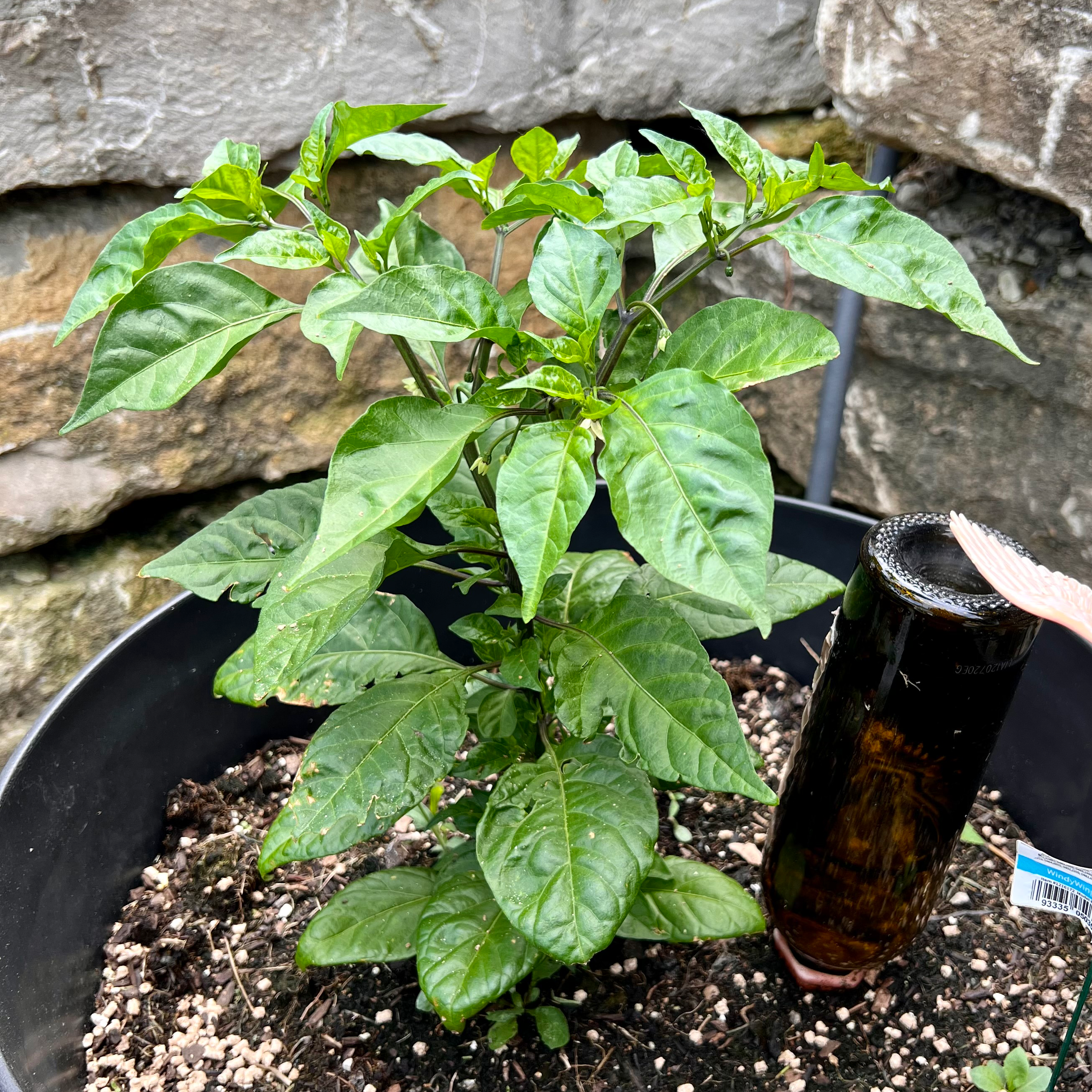 🔥 What Does It Mean When Carolina Reaper Blooms?