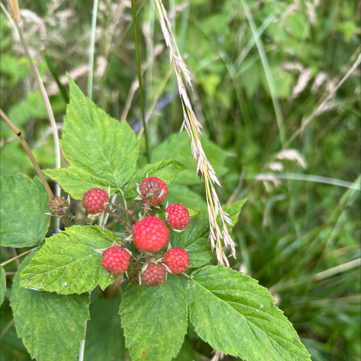 Why Are My Black Raspberry Leaves Curling?