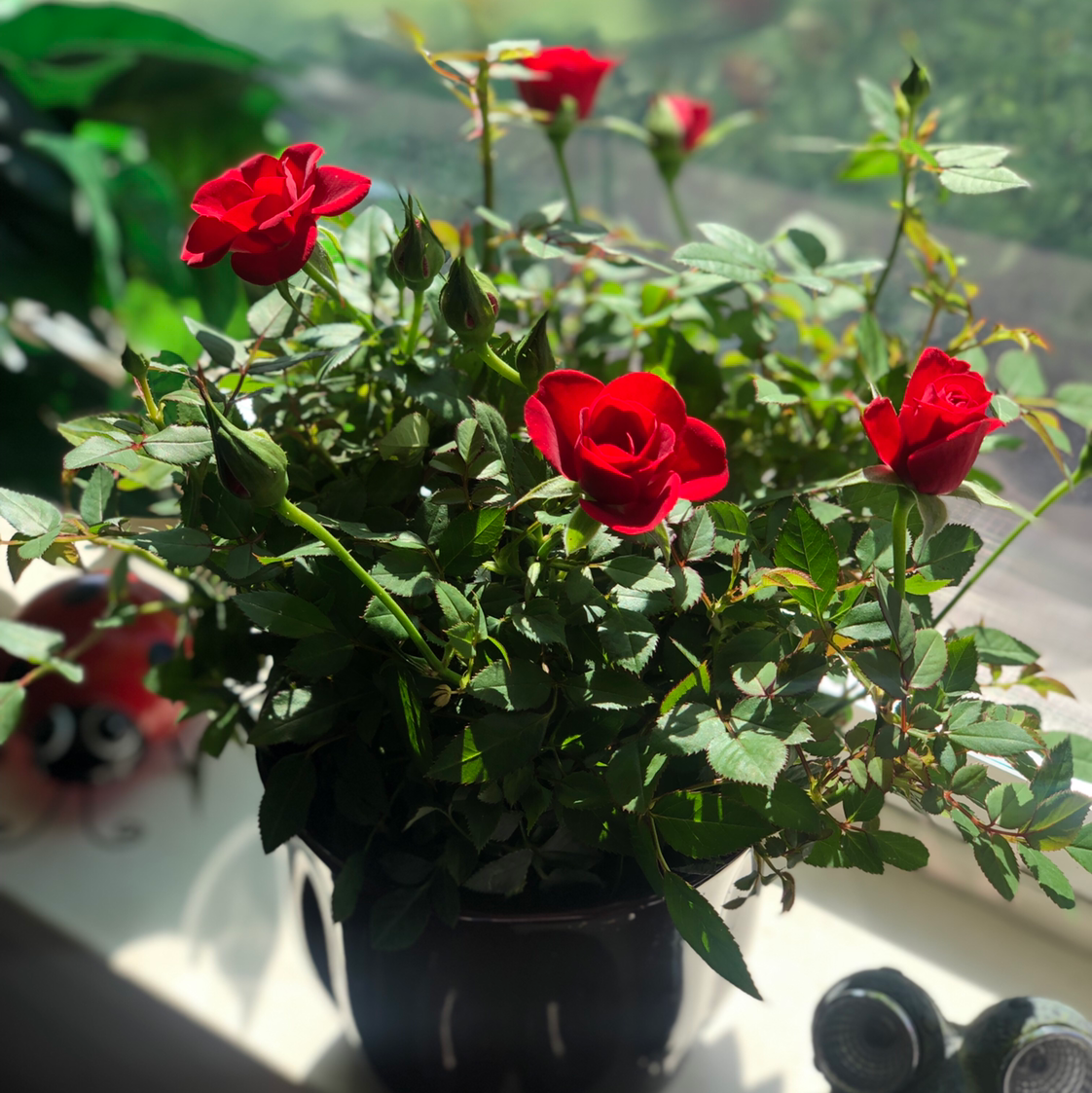 How to Fertilize Your Miniature Rose