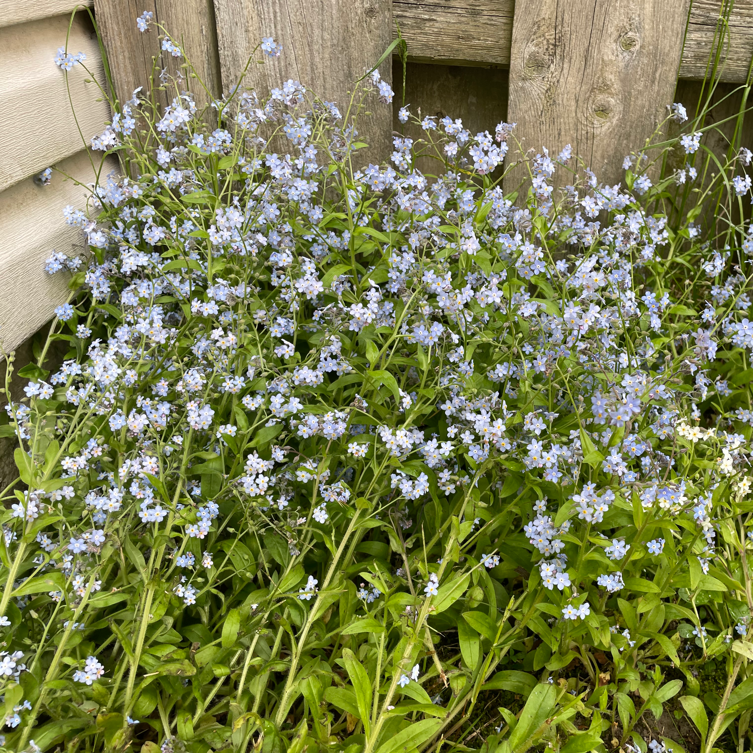 Alpine forget-me-not - Fertilizing 101