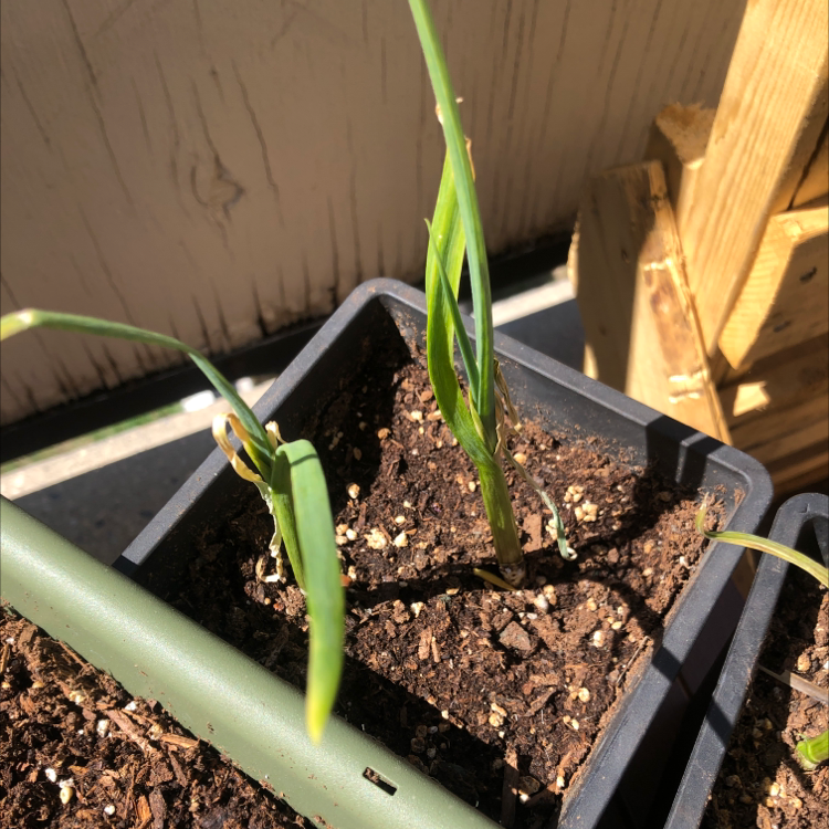 Why Are There Brown Spots on My Garlic Leaves?