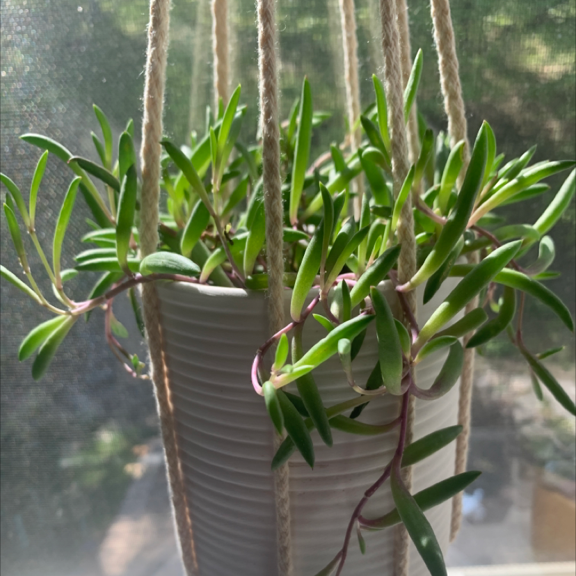 Black Spots on My String of Pickles Leaves