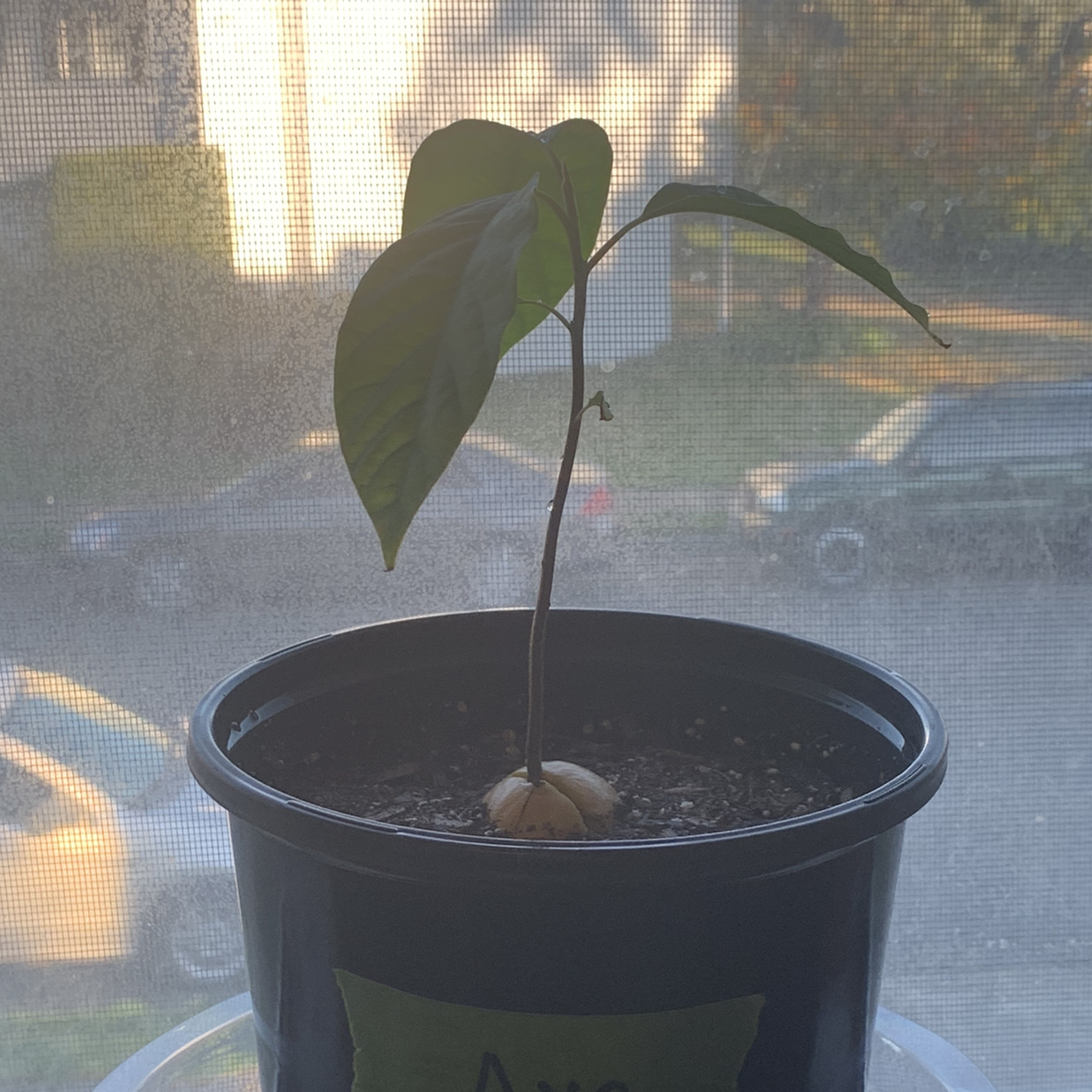 Ava | A plant by @HeartyRhombus on Greg