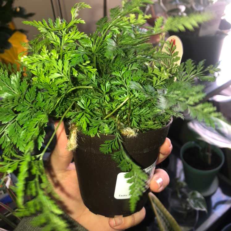 Rabbit's Foot Fern Plant Care: Water, Light, Nutrients | Greg App 🌱