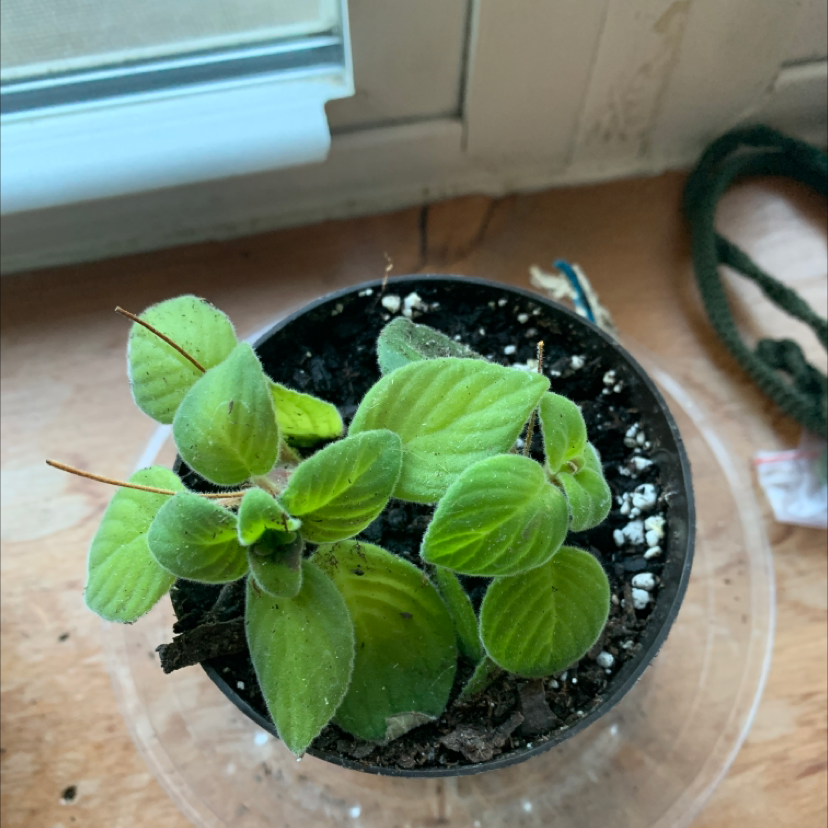 Why Are My False African Violet Leaves Mushy?