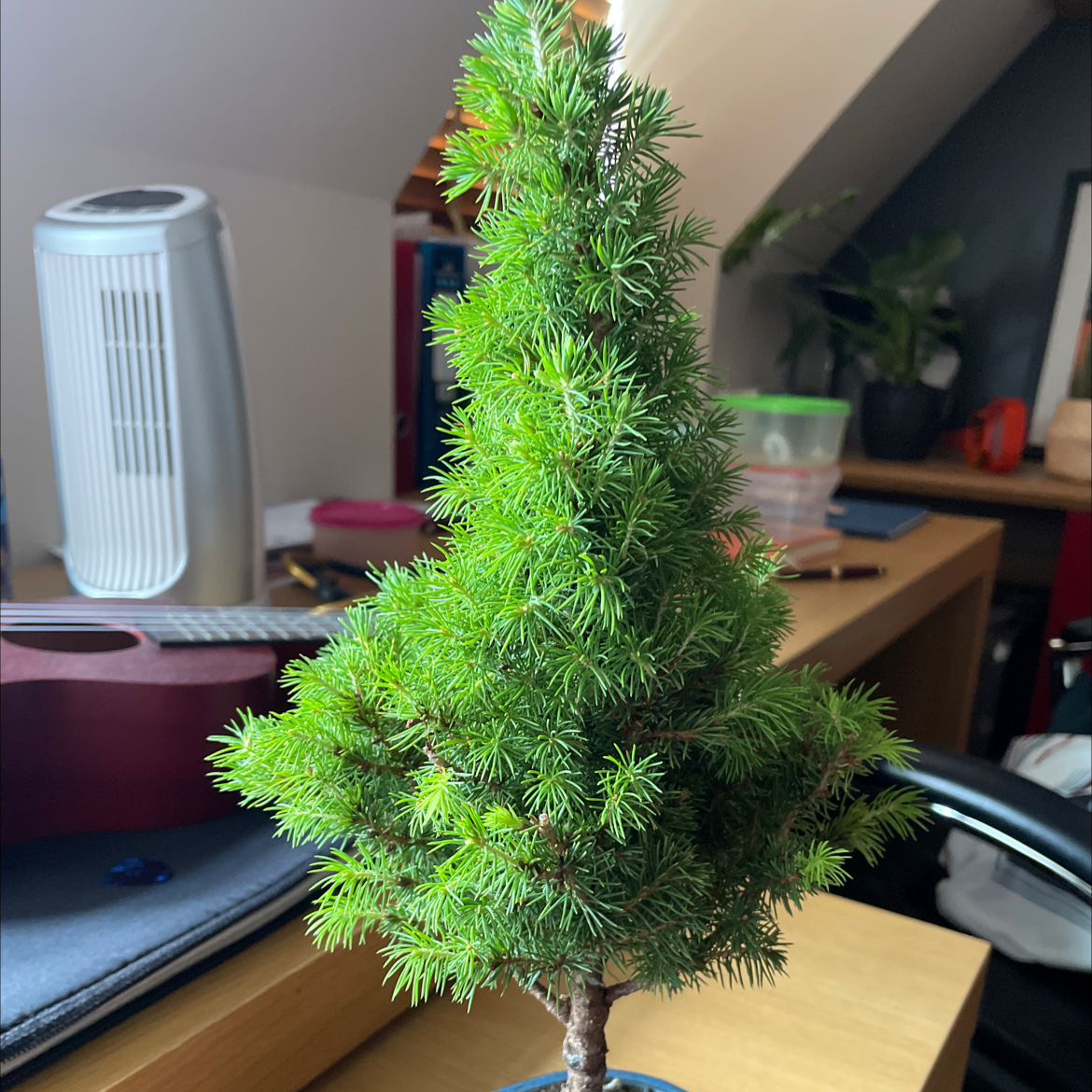 Why Are My White Spruce Leaves Droopy? 😔