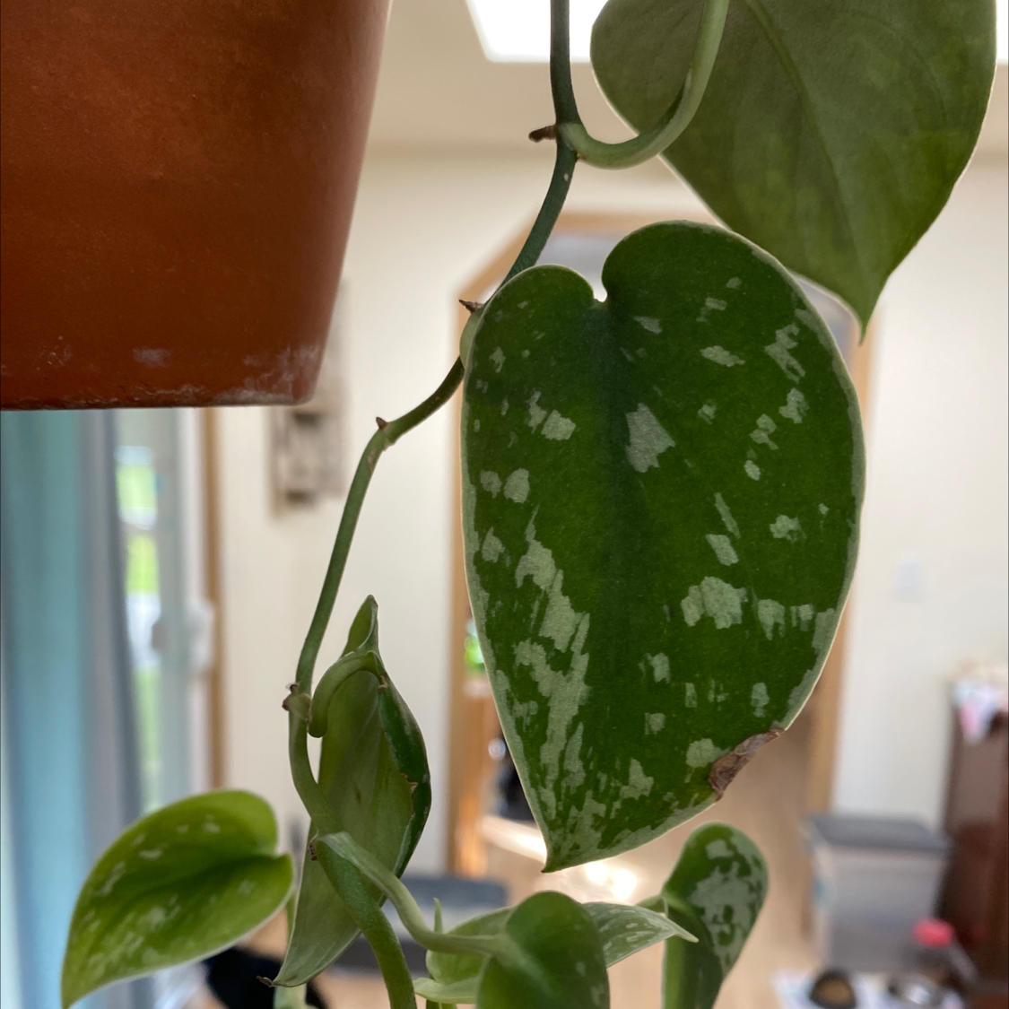 What Is A Good Temperature Range For My Silver Anne Pothos?