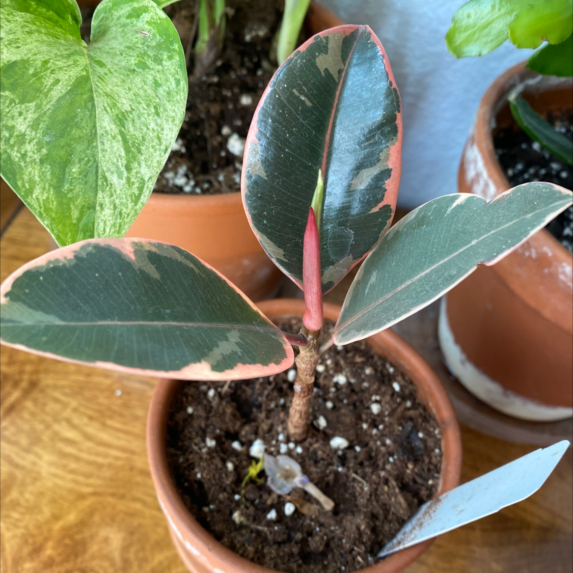 Ficus 'Ruby' Plant Care: Water, Light, Nutrients | Greg App 🌱