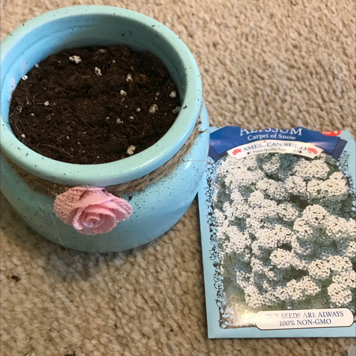 How to Propagate Your Sweet Alyssum
