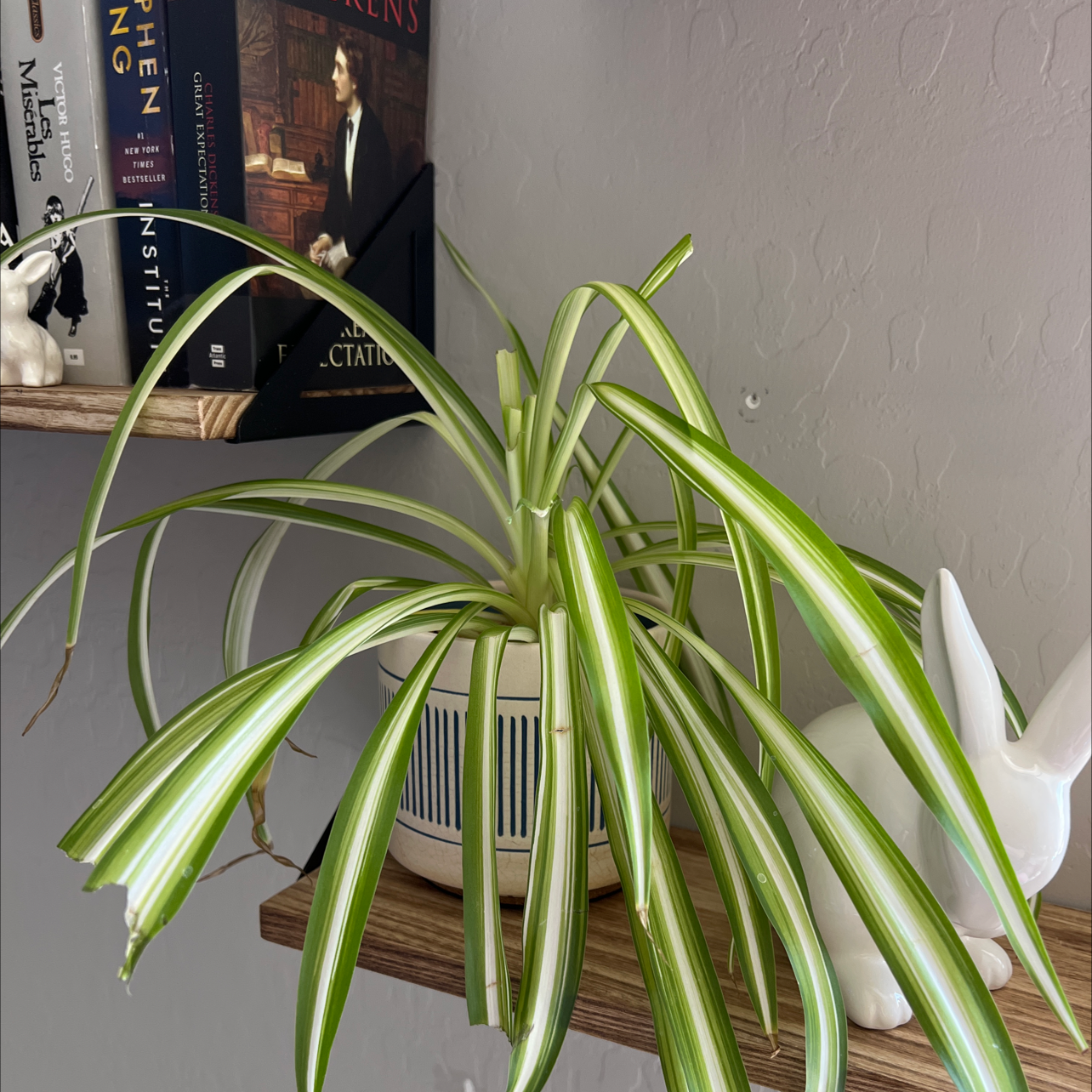 🕷 Spider Plant Flowers