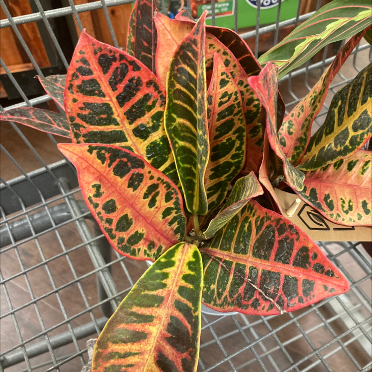 🐛 What To Do About Bugs on My Bush on Fire Croton?