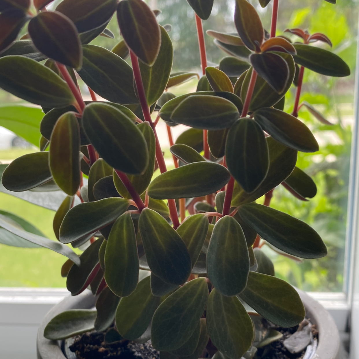 Personalized Peperomia Red Log Care: Water, Light, Nutrients | Greg App
