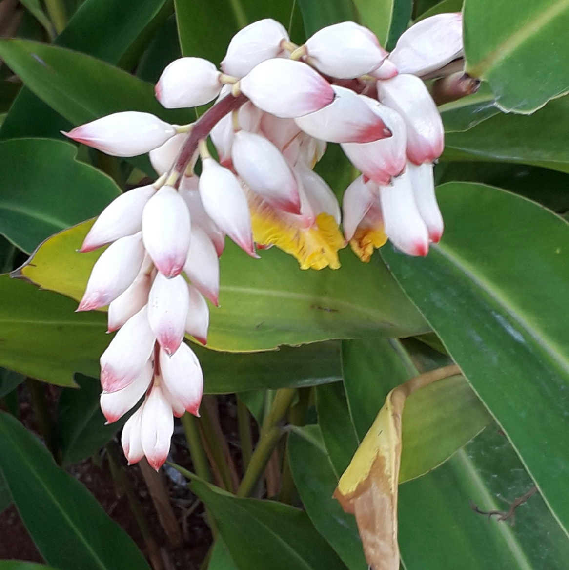 🌞 Is Direct Sunlight Good for My Variegated Shell Ginger?