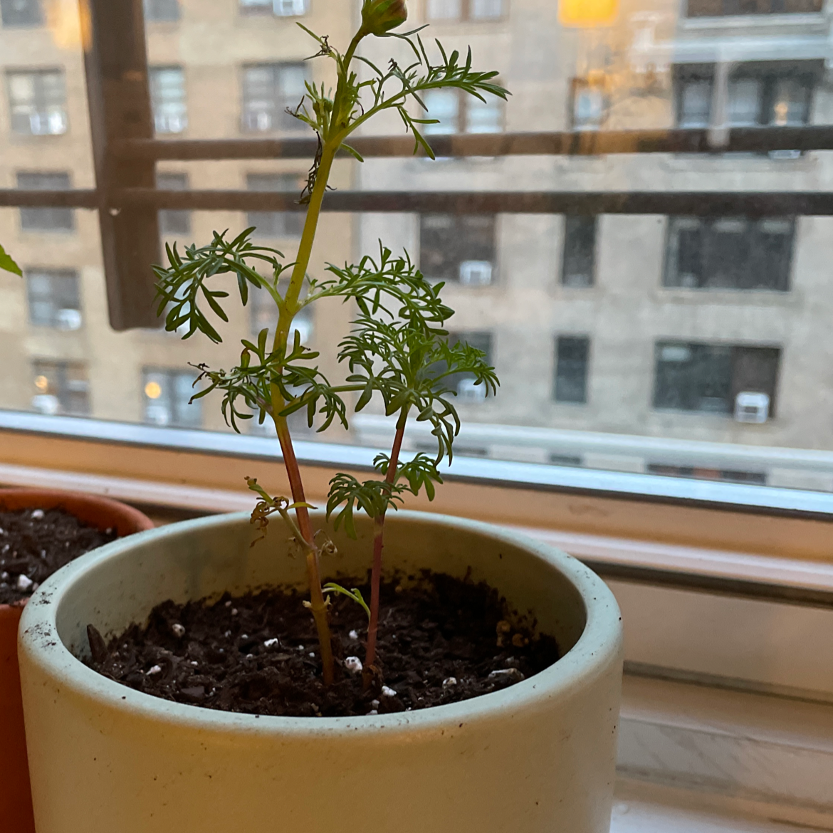 What Temperature Should My Garden Cosmos Be Kept At?