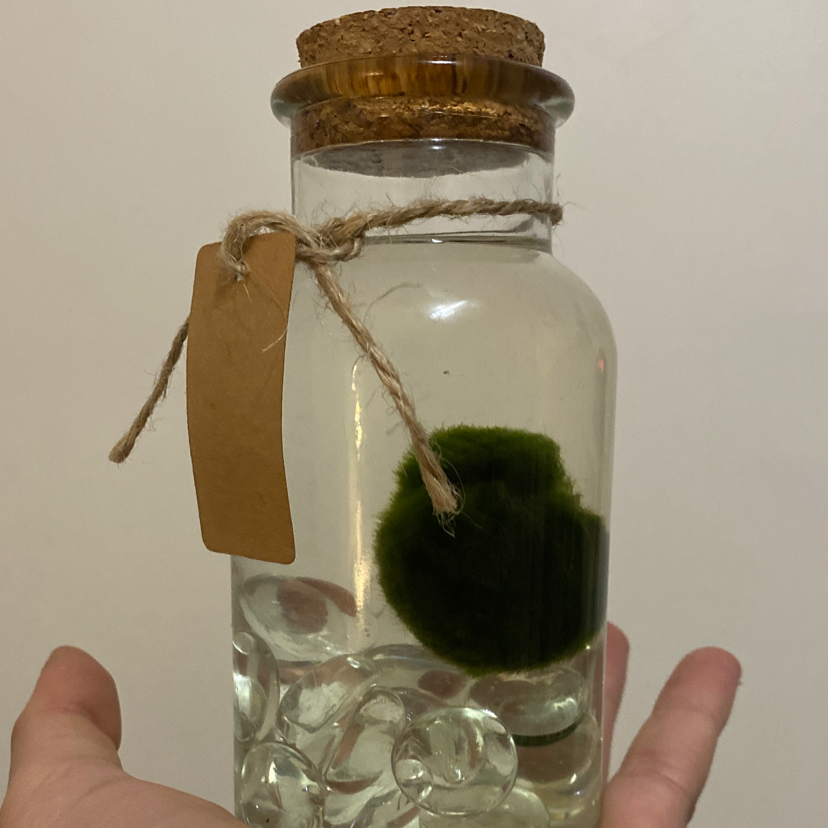 What Temperature Should My Marimo Be Kept At?