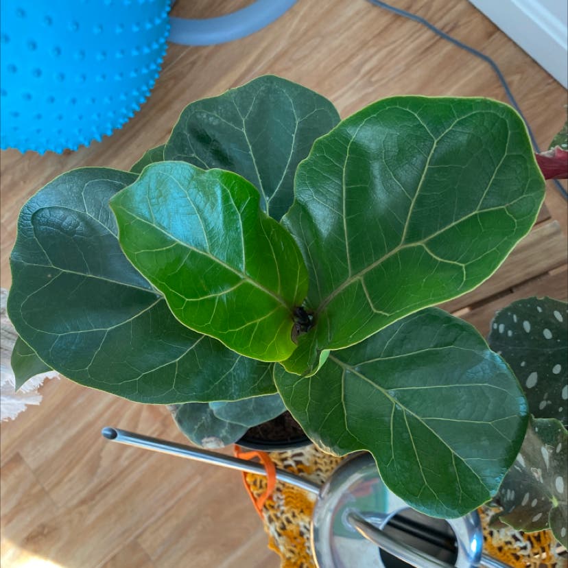 Symbolism And Benefits Of The Fiddle Leaf Fig Symbolism And Benefits Of The Fiddle Leaf Fig