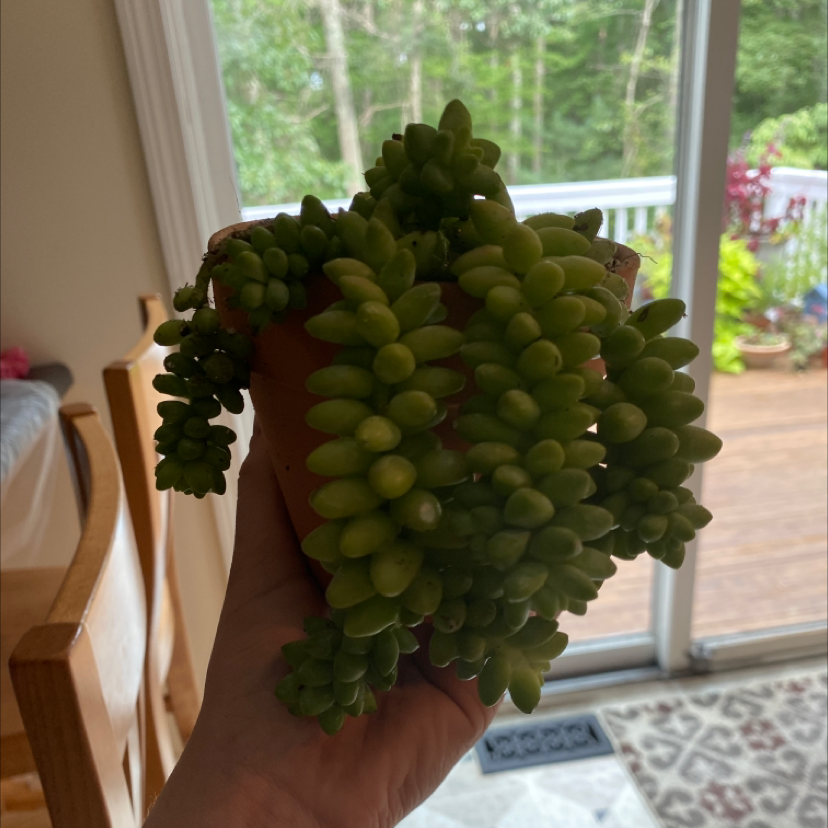 Why Are My Burro's Tail Leaves Falling Over? 🐴