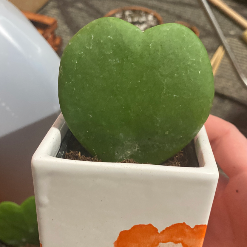 Sweetheart Hoya Root Rot Solutions