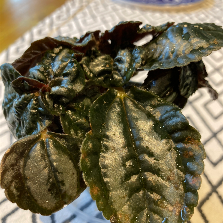 How to Prune Pilea involucrata 'Norfolk'