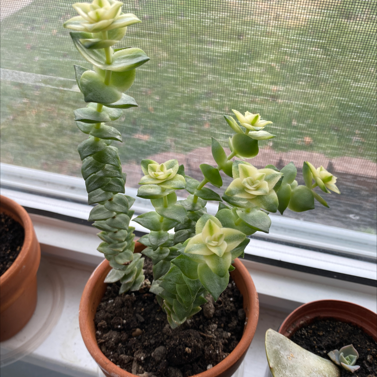 Soil Recommendations for String of Buttons