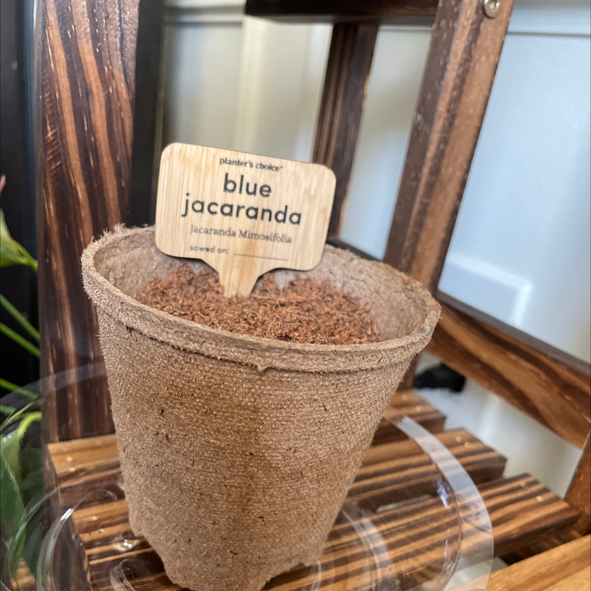 What Is A Good Temperature Range For My Jacaranda?
