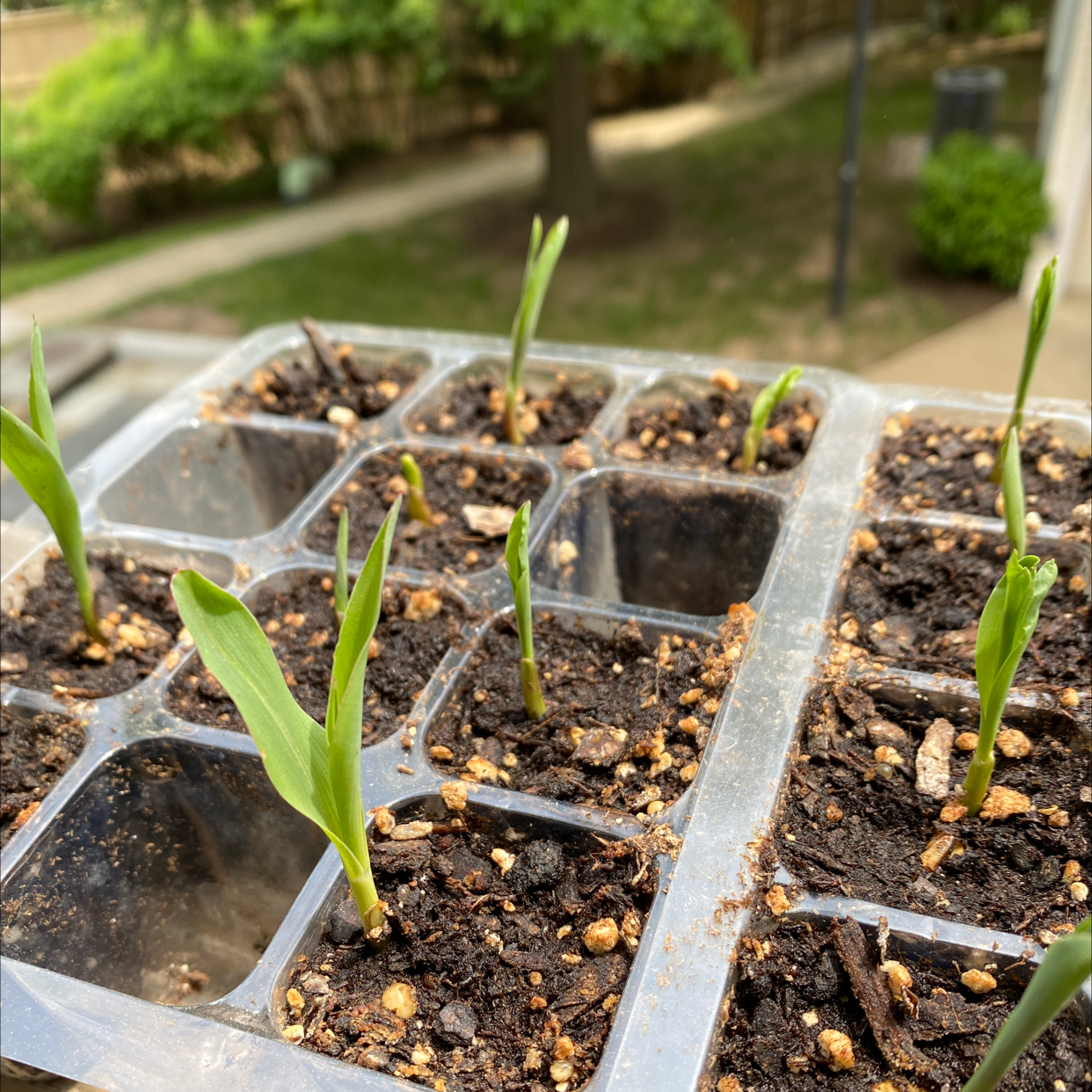 Corn Fertilizer: How and When to Use It